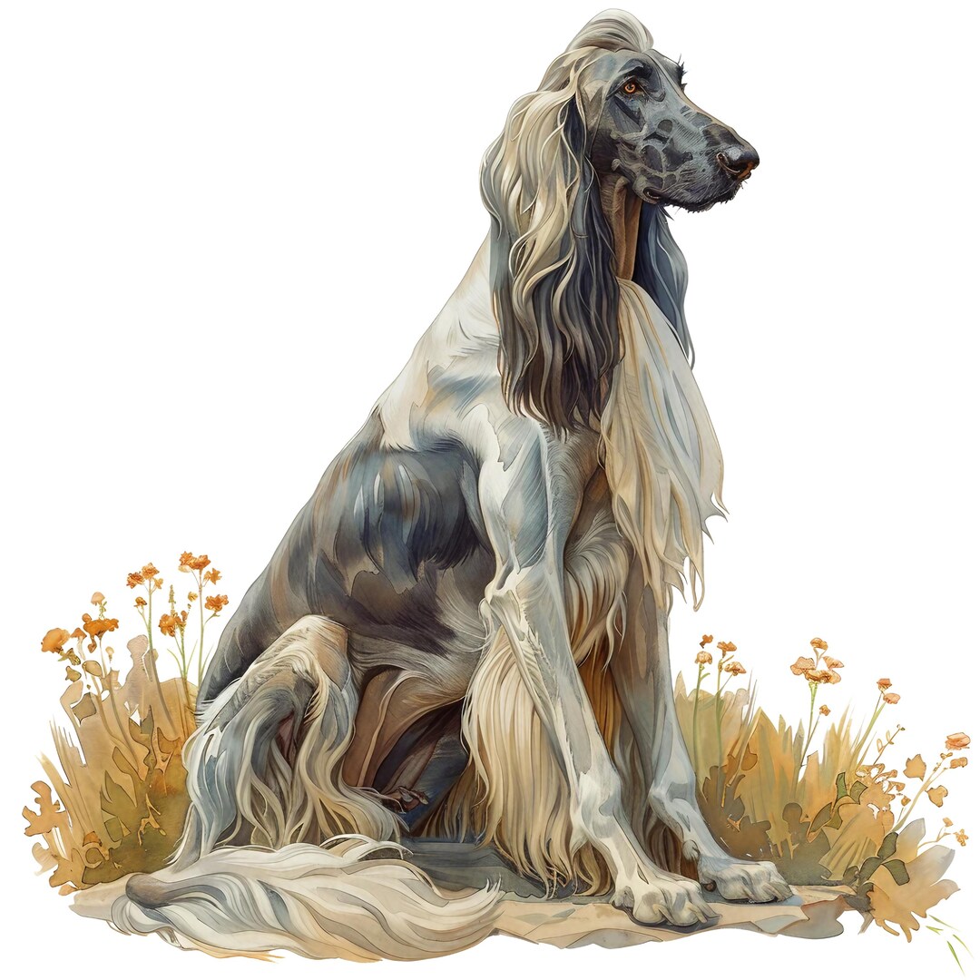 5X Afghan Hound Stickers Elegant Car Stickers Sighthound Dog Motif ...