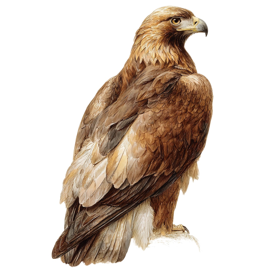 4X Golden Eagle Stickers, Eagle Car Stickers, Bird of Prey, Nature ...