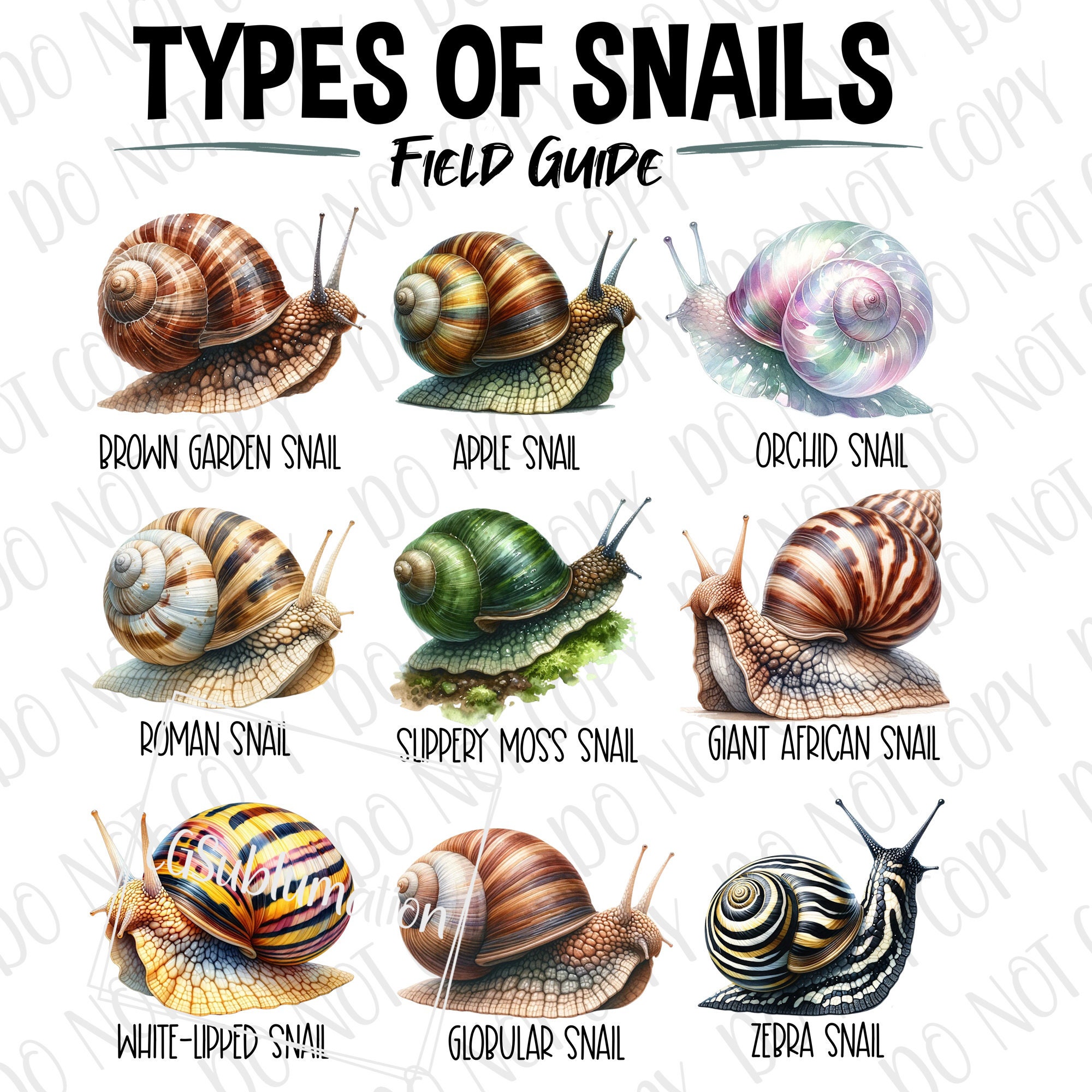 Snail Guide PNG, Garden Snail Field Guide Sublimation Digital Download ...