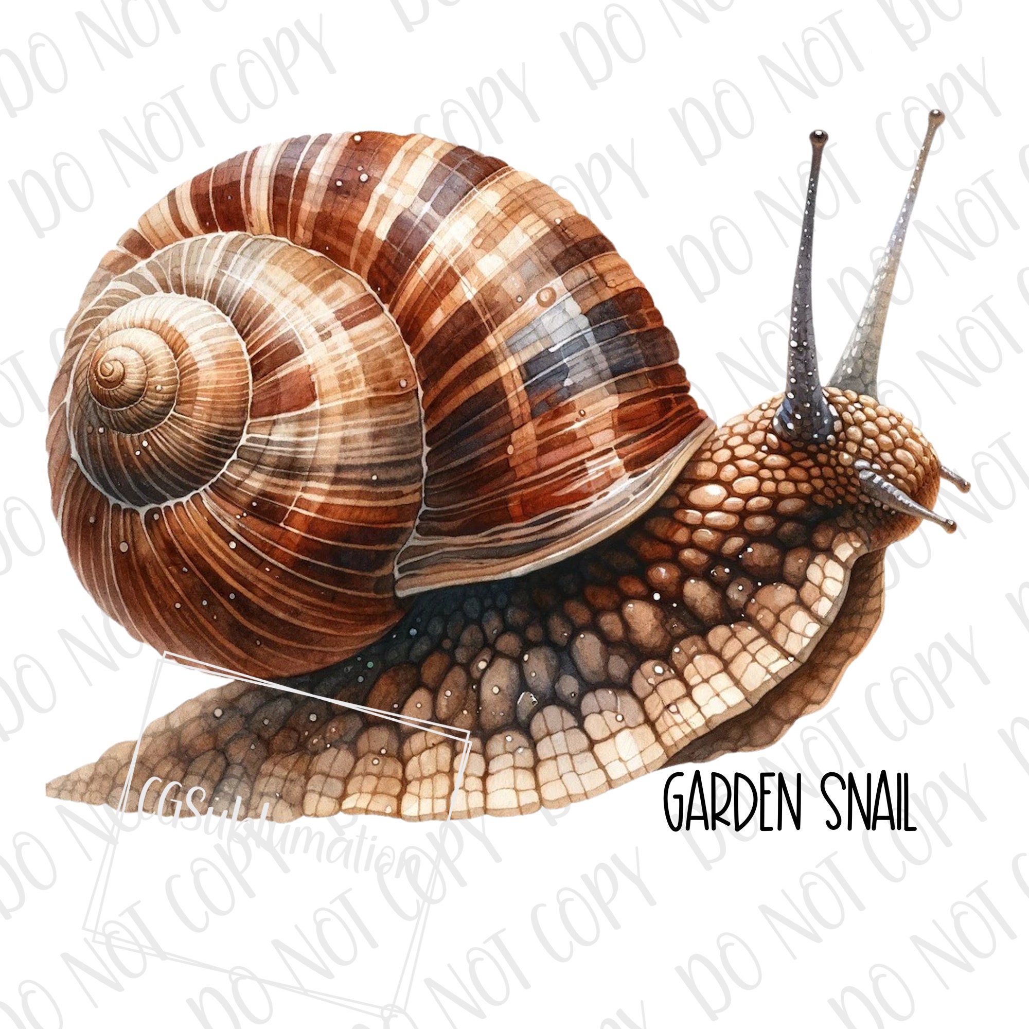 Snail Guide PNG, Garden Snail Field Guide Sublimation Digital Download ...