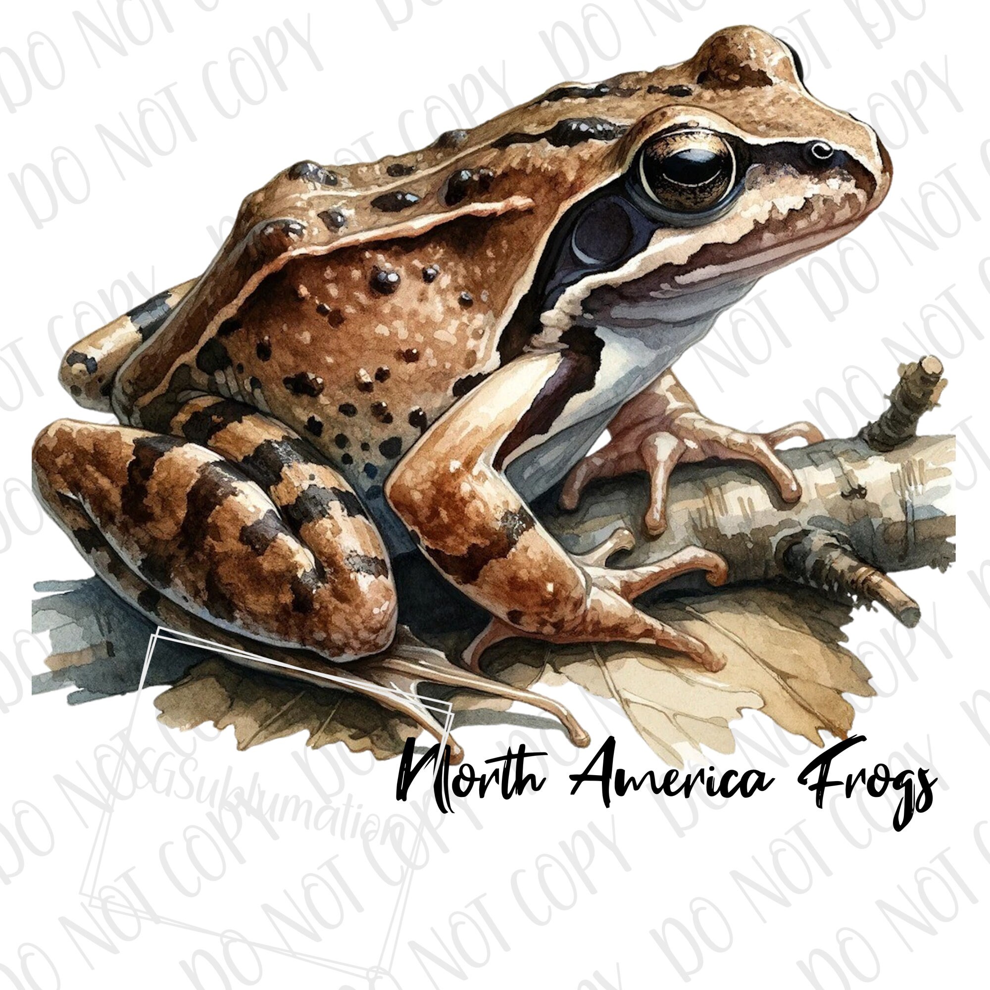 Frog Guide PNG, North American Frog Field Guide Sublimation Digital ...
