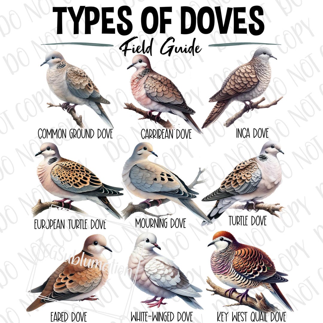 Dove Guide PNG, Dove Hunting PNG, Bird Watching Field Guide Sublimation ...