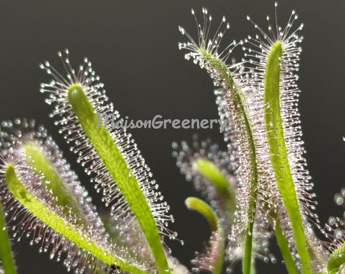 Cape Sundew 50-125 Seeds, White Flower Drosera Capensis Albino (alba ...