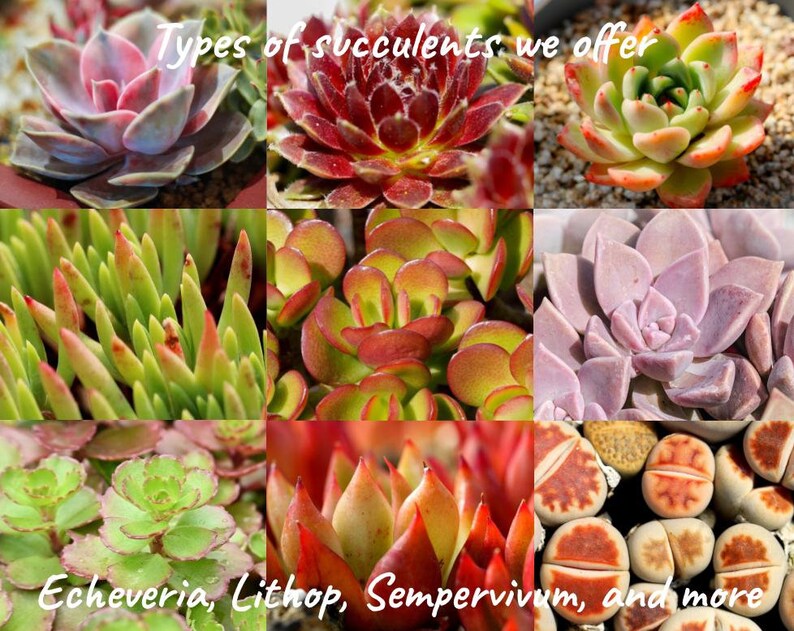 Succulent Seed Mix. Gaurantee 10 Varieties per Packet assorted Rare ...