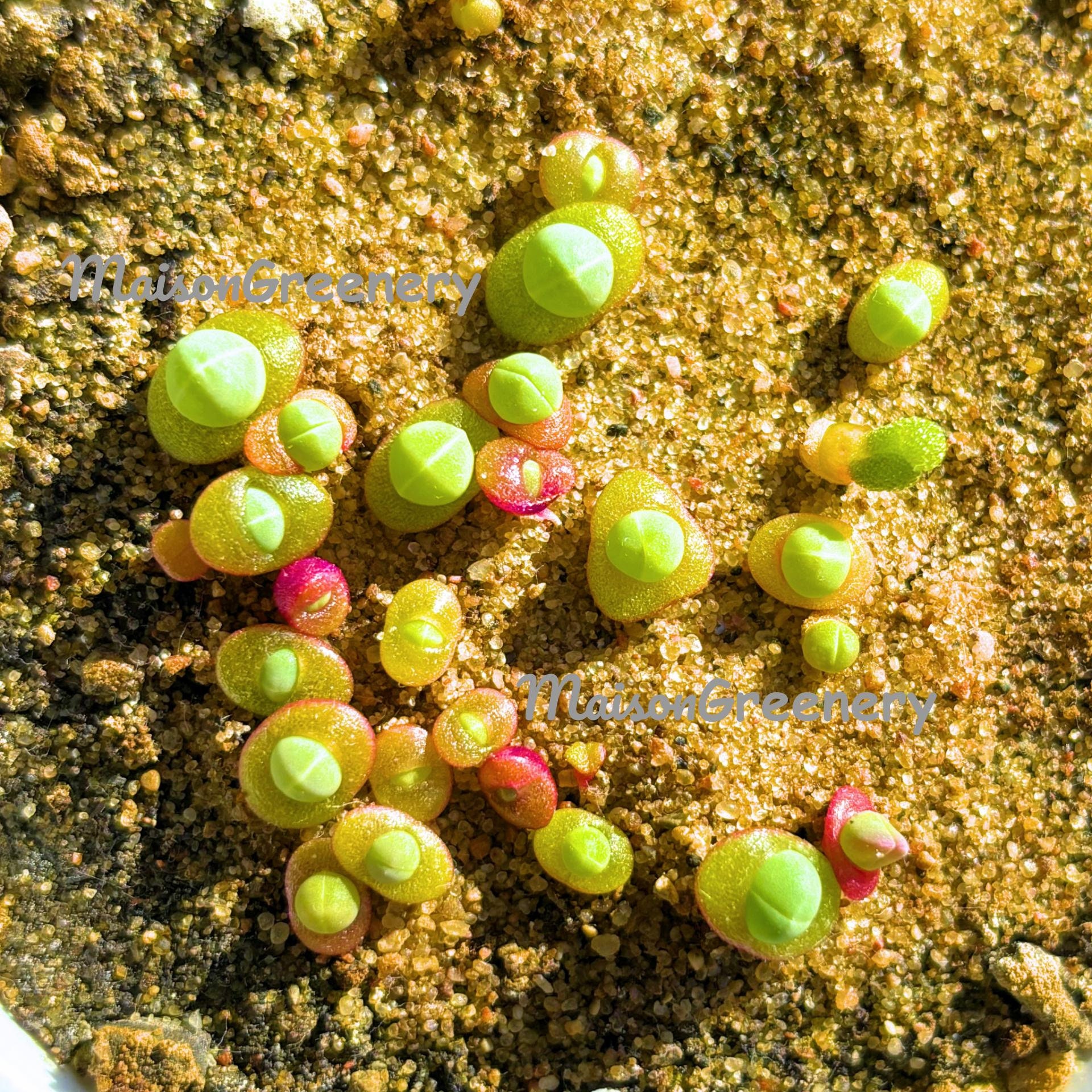 Gibbaeum Seeds Variety Mix, Gibbaeum Heathii, Indoor Desert Plants ...