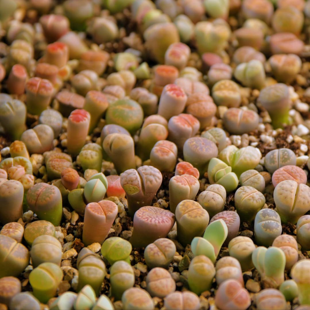 Lithop Seed Colorful Variety Mix, Rare Living Stone Succulent - Dessert ...