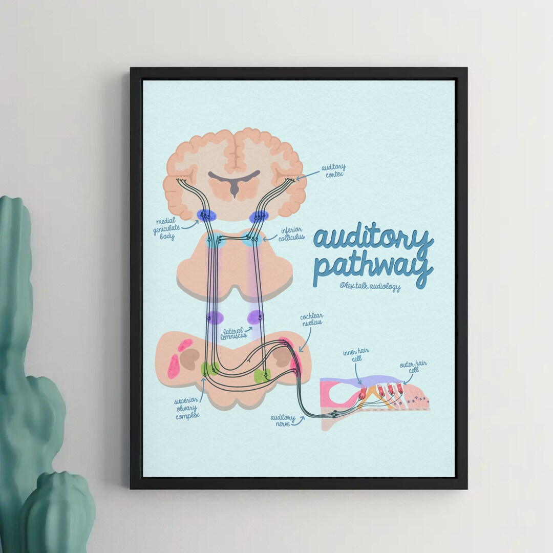 Auditory Pathway Digital Art - Etsy