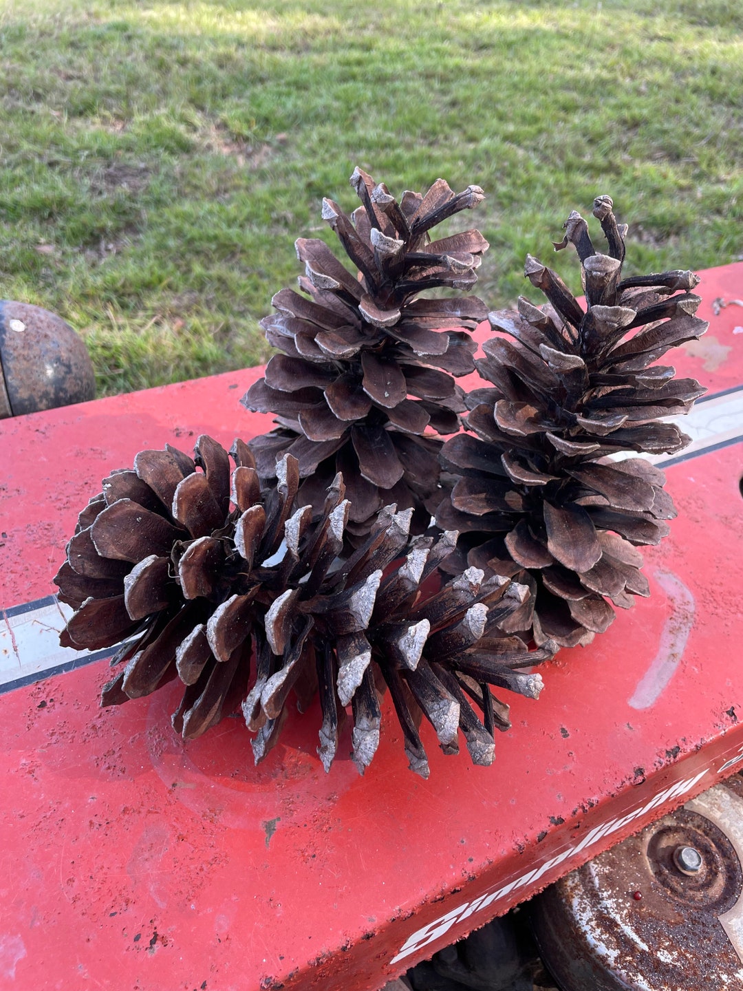 Huge Pine Cones - Etsy