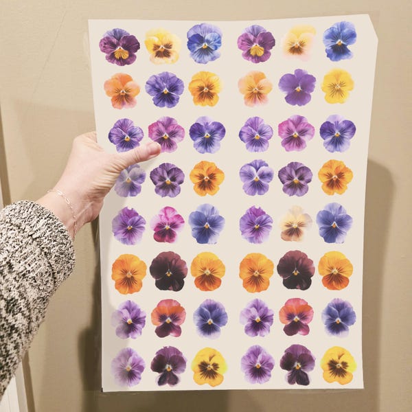 Pansy Decals - Etsy