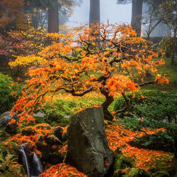 Japanese Maple Art - Etsy