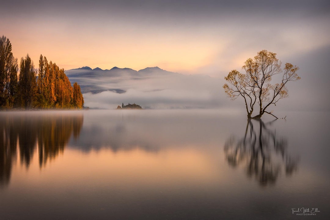 That Wanaka Tree Print, Wanaka New Zealand Photography, Sunrise Lake ...