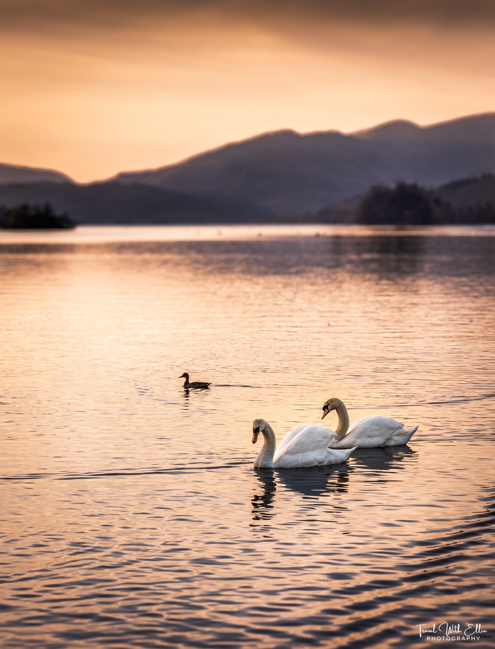 Swans in Lake Windermere Print, Lake Windermere Photo, Swan Wall ...