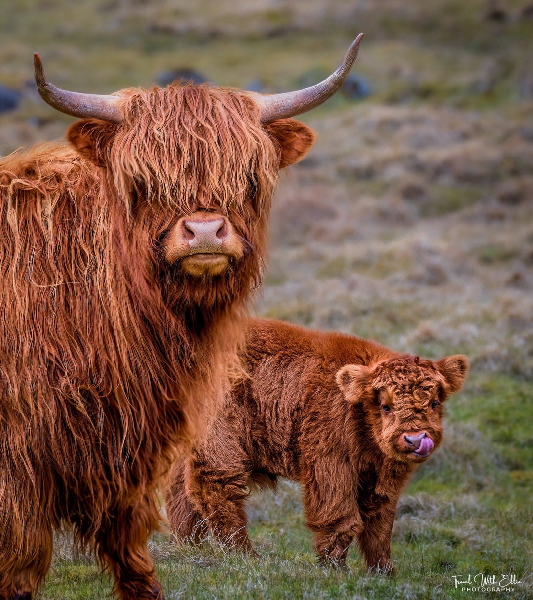 Mamma and Baby Highland Cow Print, Baby Cow Photo, Cute Cows Wall Art ...