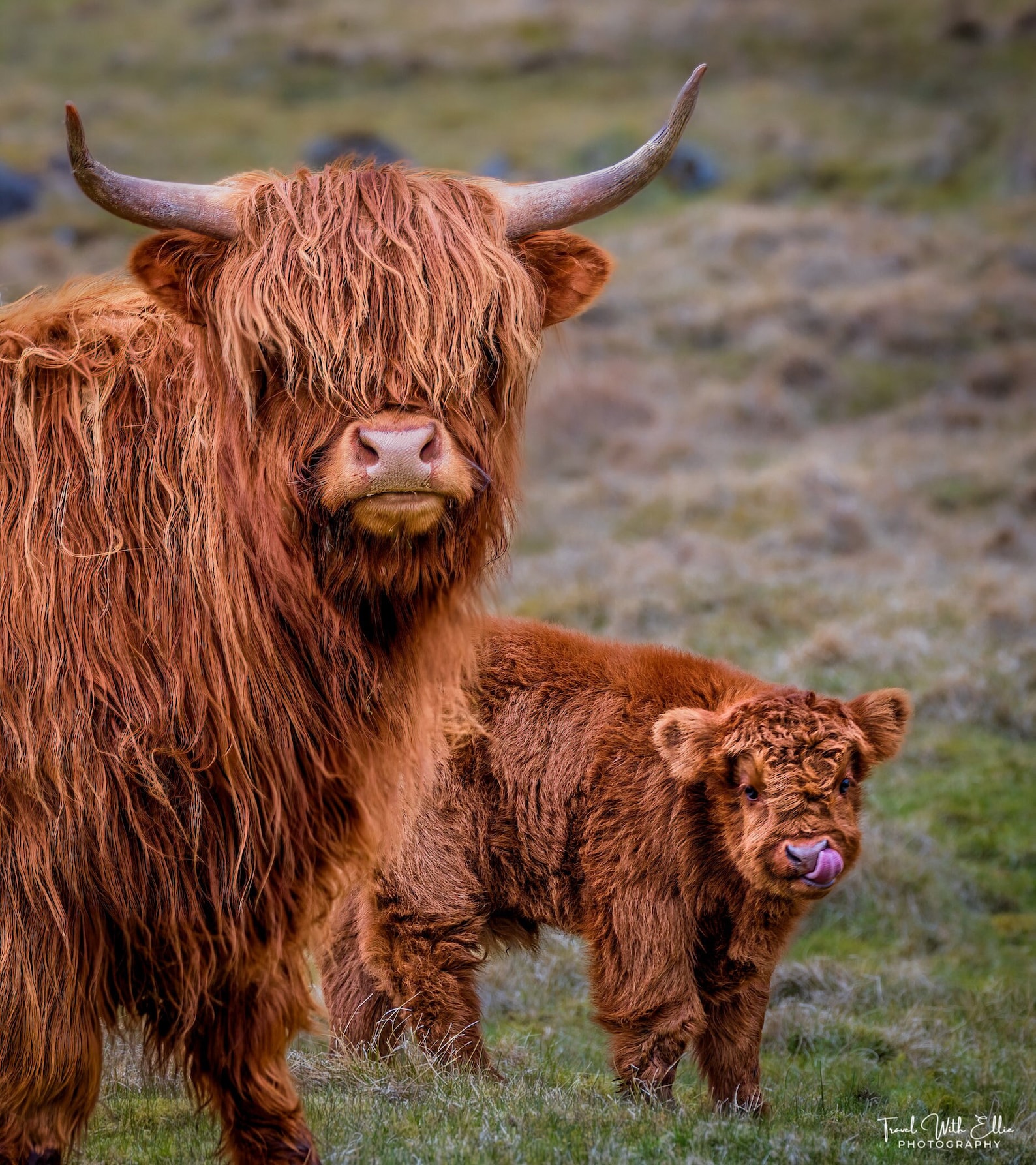 Mamma and Baby Highland Cow Print, Baby Cow Photo, Cute Cows Wall Art ...