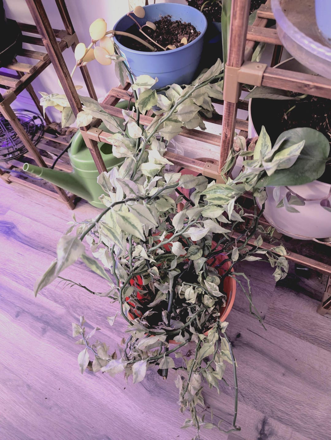 Variegated Devil's Backbone Cuttings Unique Easy Plant Rooted ...