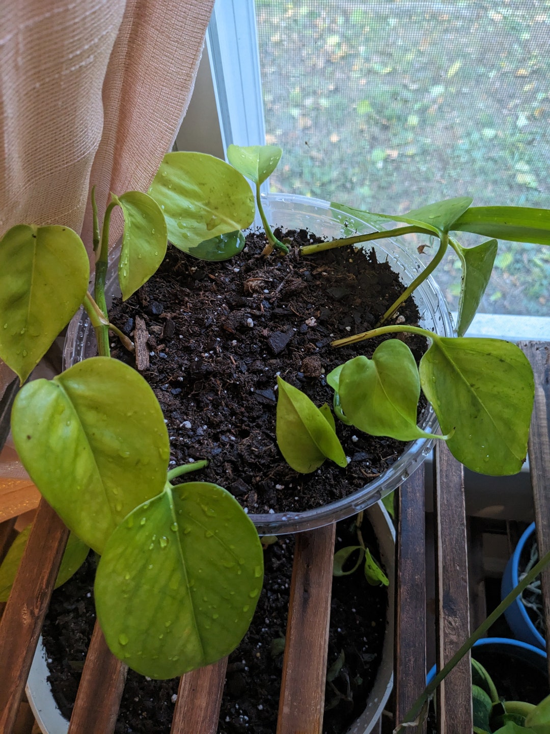 Pothos, Devil's Ivy - Etsy