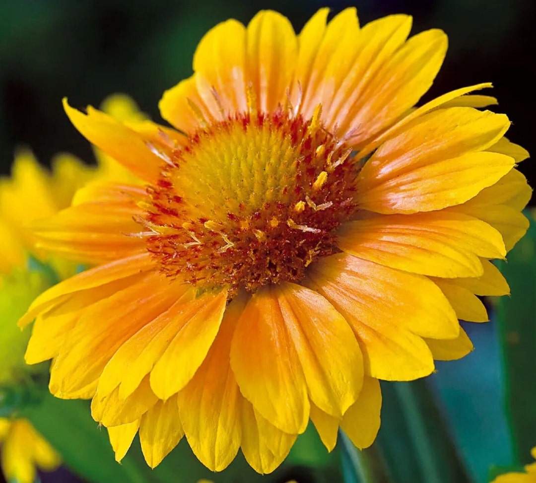 Gaillardia 'arizona Apricot' , Grandiflora, Compact, Long Lived ...