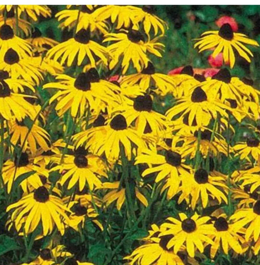 15 Seeds Rudbeckia Goldsturm Strain, Black-eyed Susan, Big Blooms, Deer ...