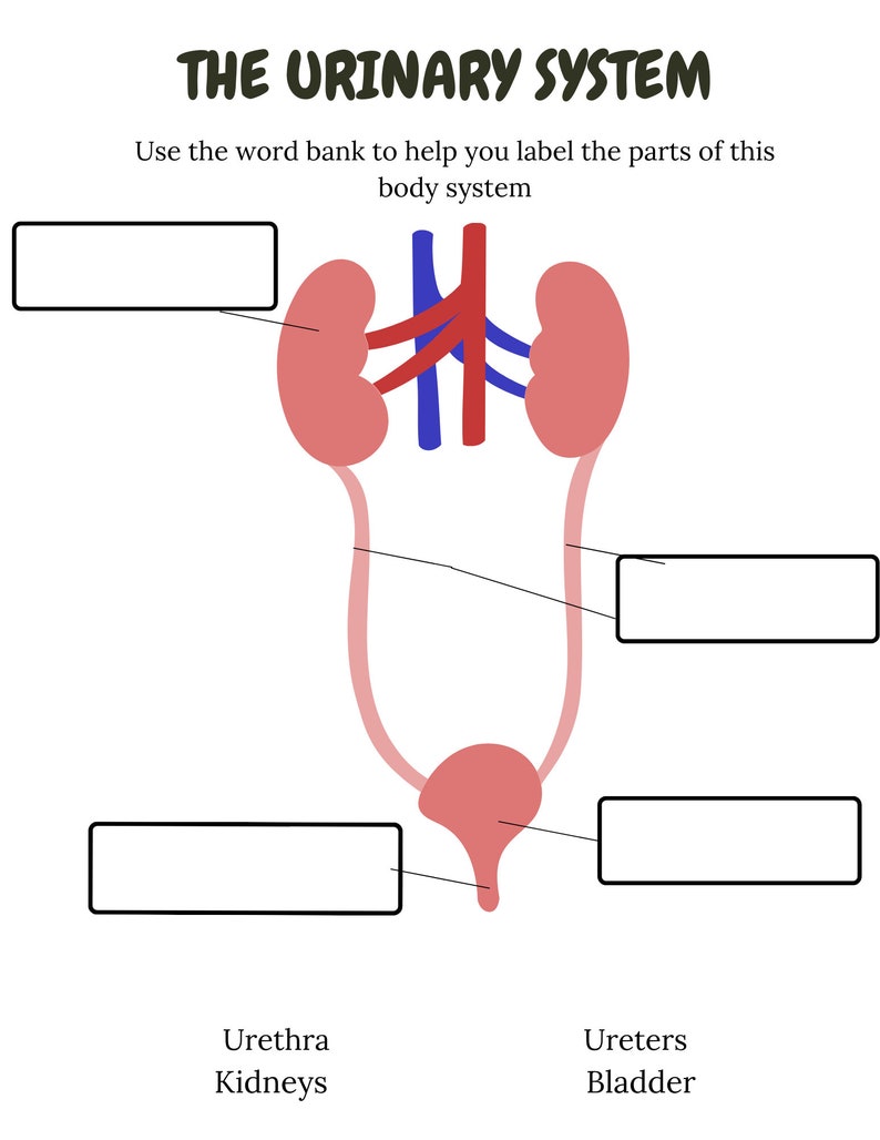 The Systems of the Human Body Workbook - Elementary School - Etsy