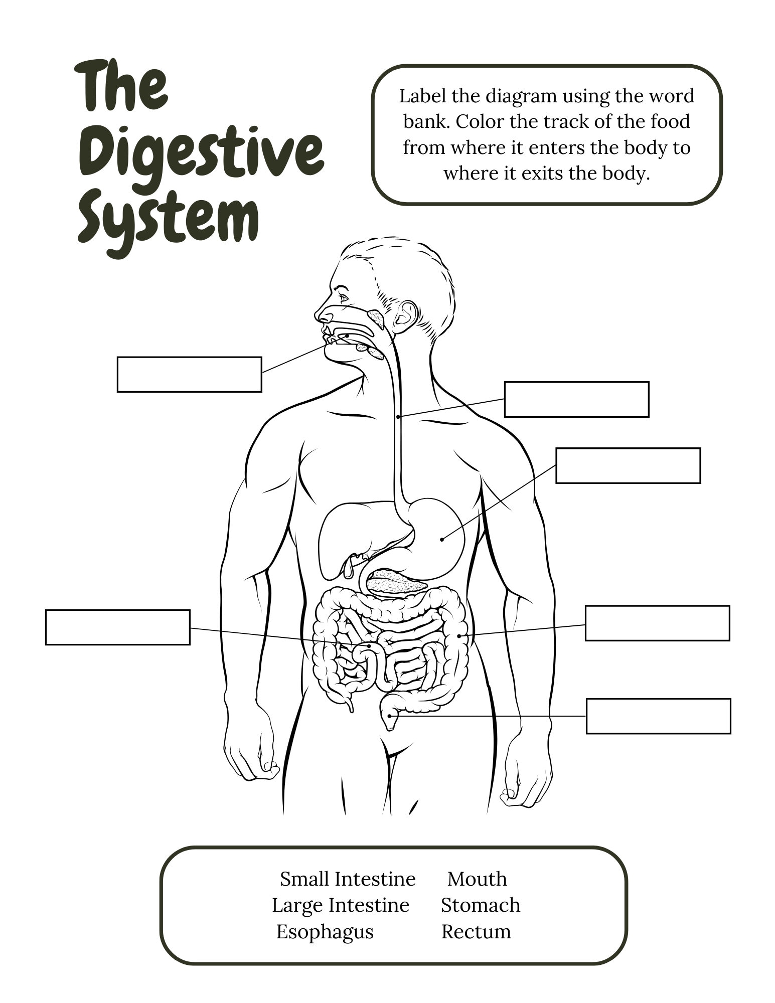 The Systems of the Human Body Workbook - Elementary School - Etsy