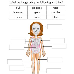 The Systems of the Human Body Workbook - Elementary School - Etsy