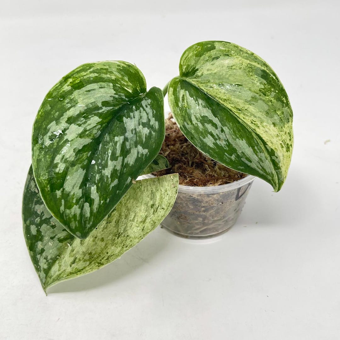 Scindapsus Peasun Variegated - Exact Plant D44 - Etsy