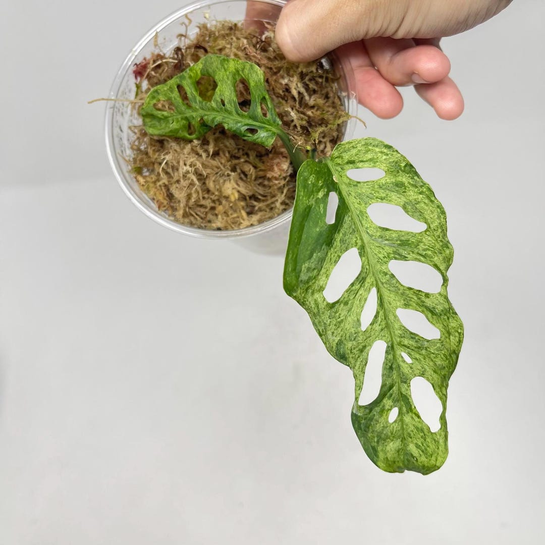 Monstera Adansonii Laniata Mottled Mint Variegated - Exact Plant - Etsy