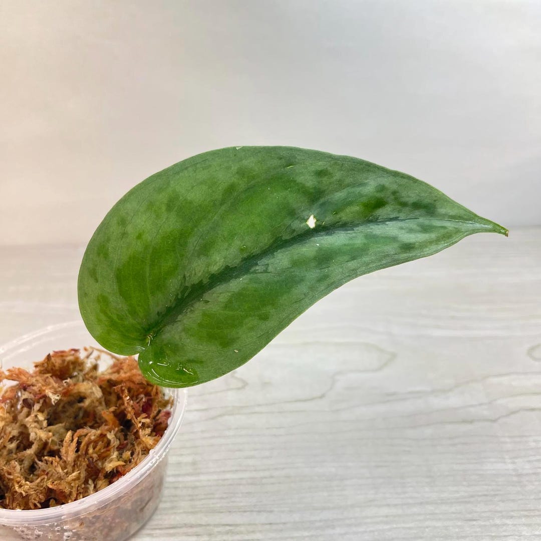 Scindapsus Tattoo - Exact Plant - Etsy