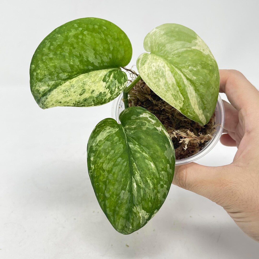 Scindapsus Blue Splash Albo Variegated - Exact Plant D89 - Etsy