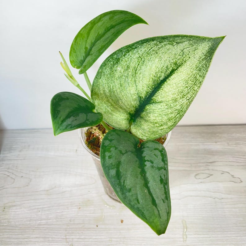 Scindapsus Hologram Silver Knight Mint Variegated - Exact Plant USA ...