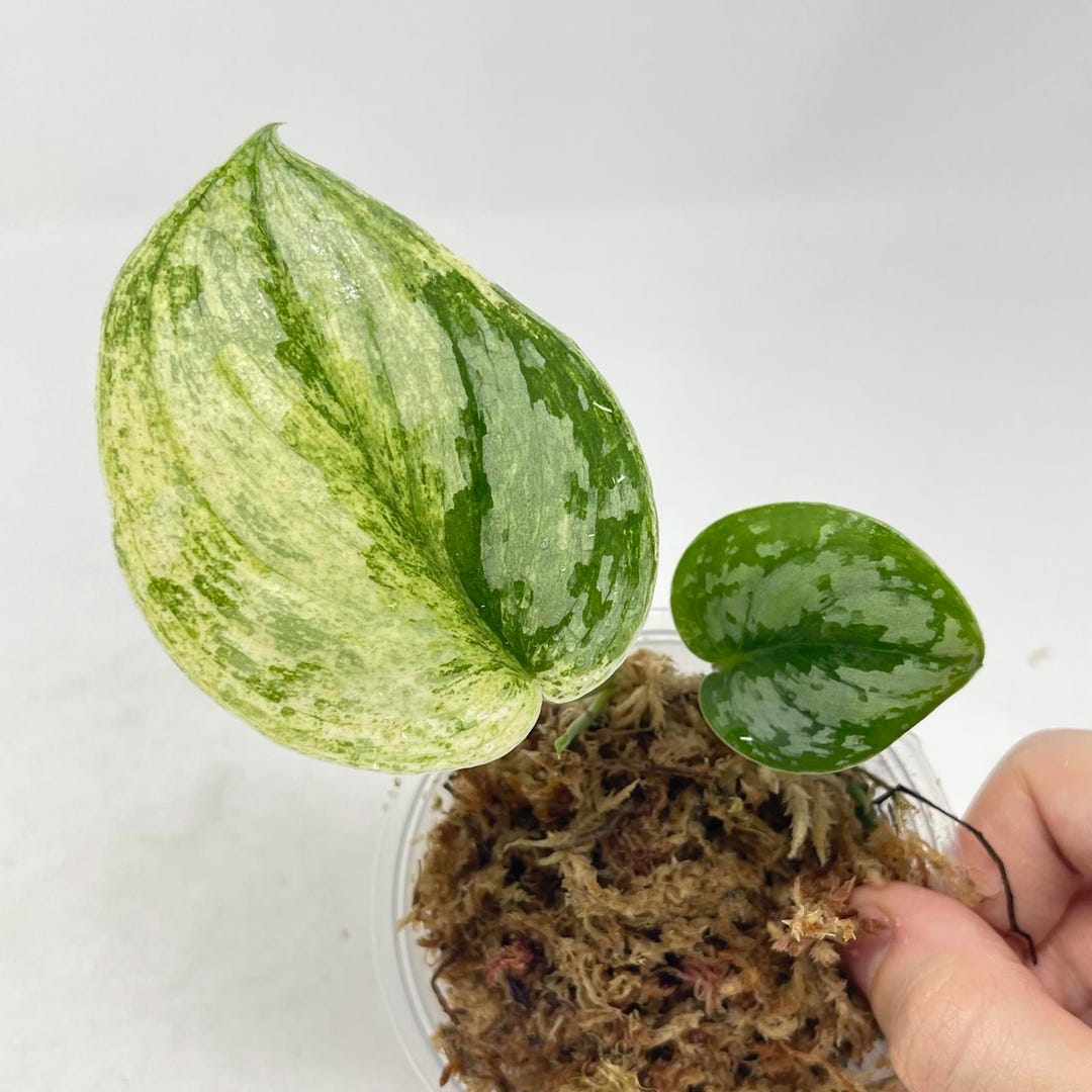 Scindapsus Peasun Variegated - Exact Plant D88 - Etsy