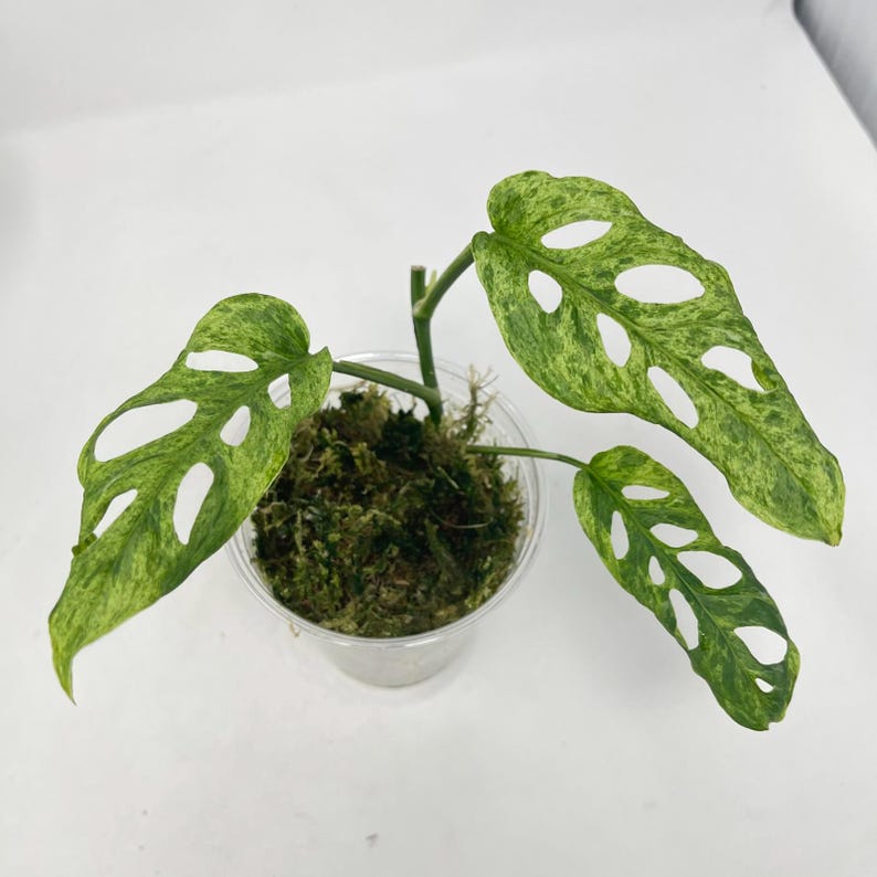 Monstera Adansonii Laniata Mottled Mint Variegated - Exact Plant - Etsy