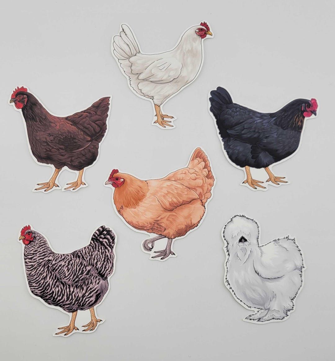 Chicken Sticker Pack – Leghorn | Rhode Island Red | Australorp | Buff ...