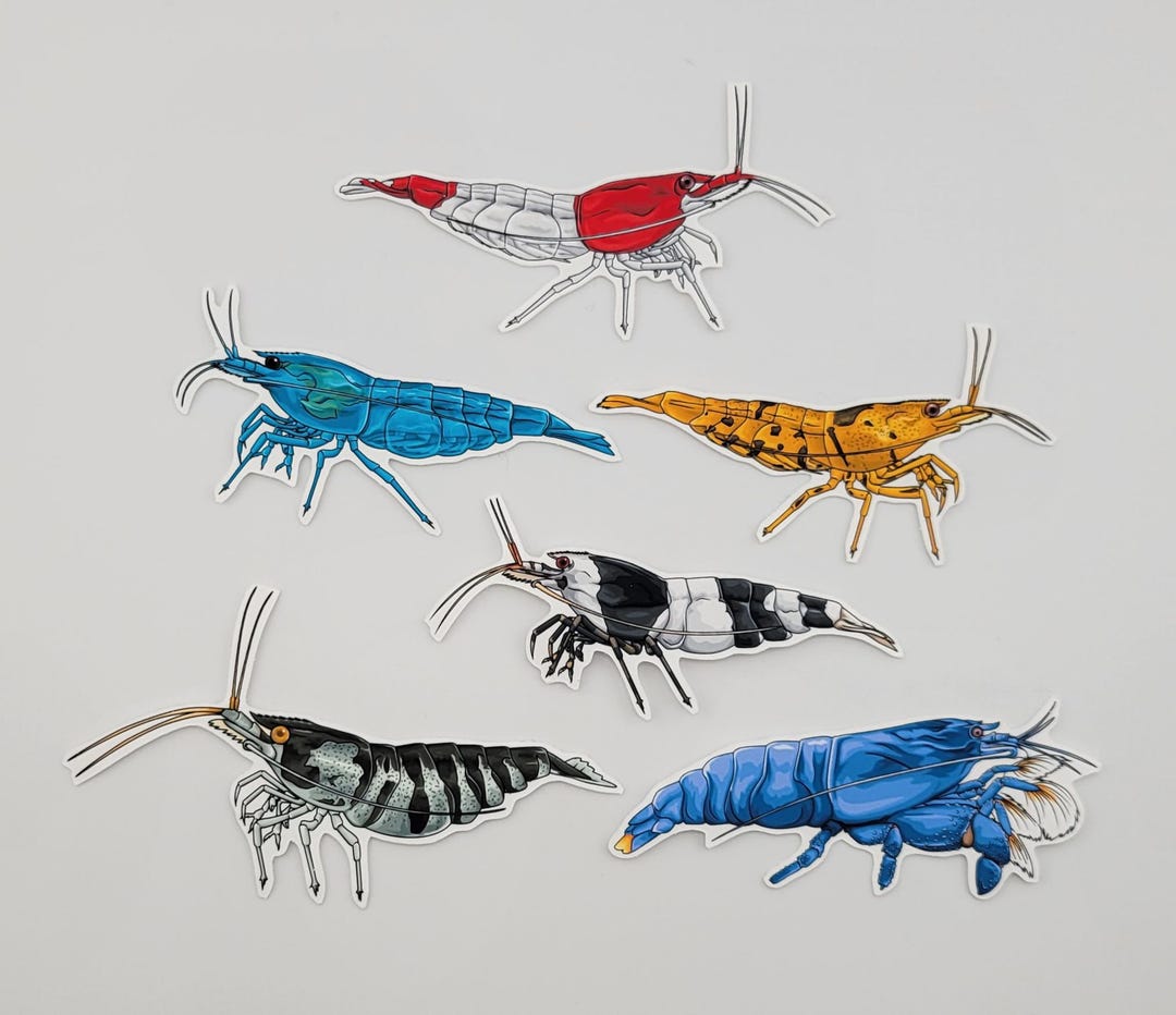 Shrimp Sticker Pack – Set of 6 Vinyl Decals – Red Rili | Blue Jelly ...