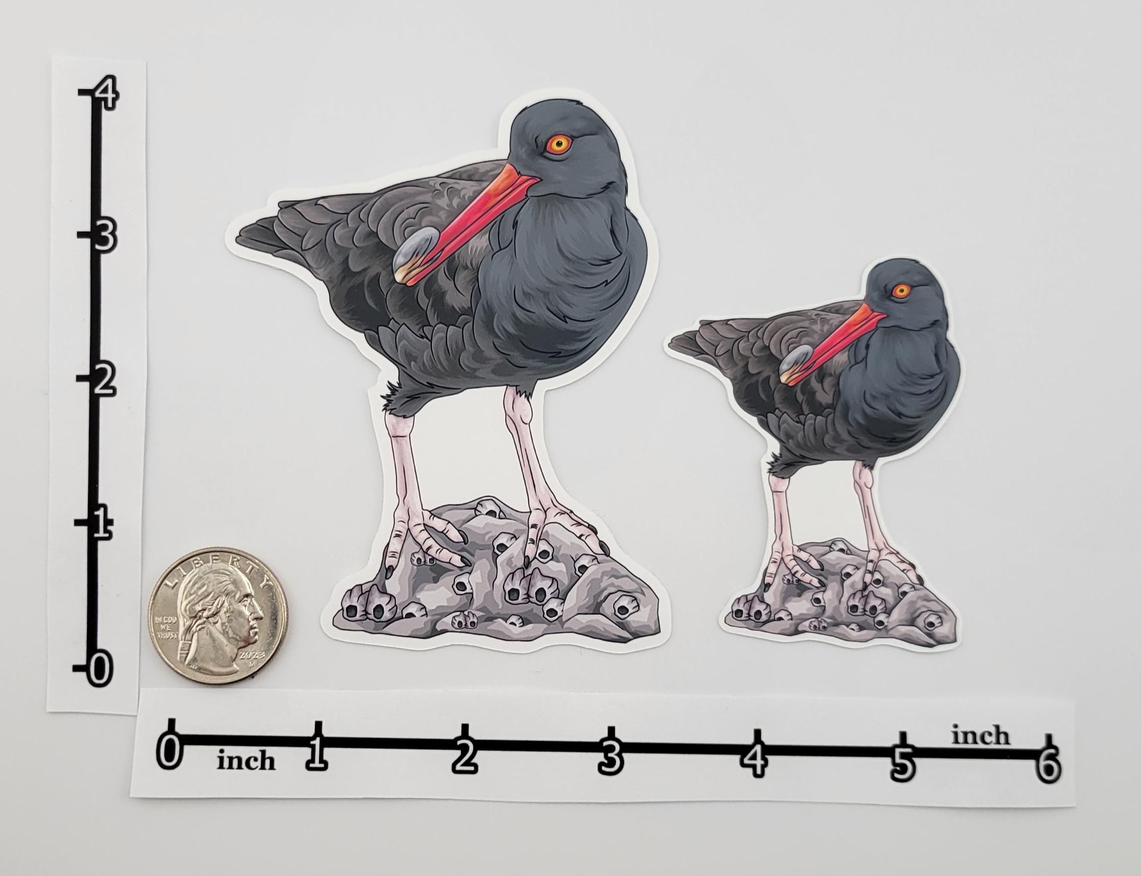 Pacific Northwest Marine Animal Sticker Pack– Harbor Seal, Tide Pool ...