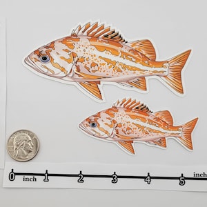 Pacific Northwest Marine Animal Sticker Pack– Harbor Seal, Tide Pool ...