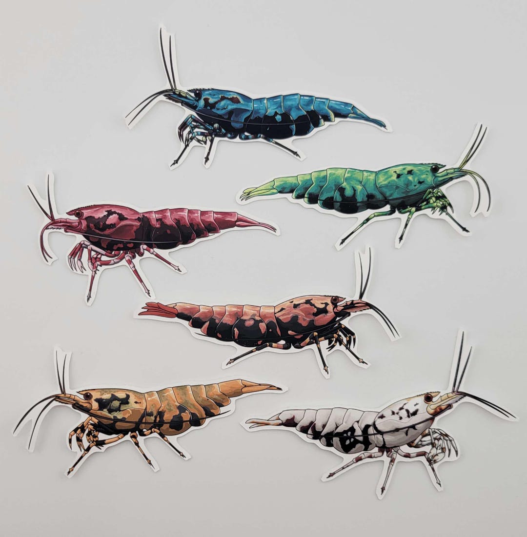Shrimp Sticker Pack – Set of 6 Vinyl Decals – BOA | Metallic | Blue ...