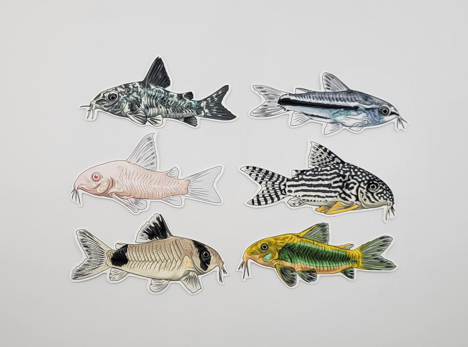 Corydora Catfish Sticker Pack – Set of 6 Vinyl Decals – Peppered ...
