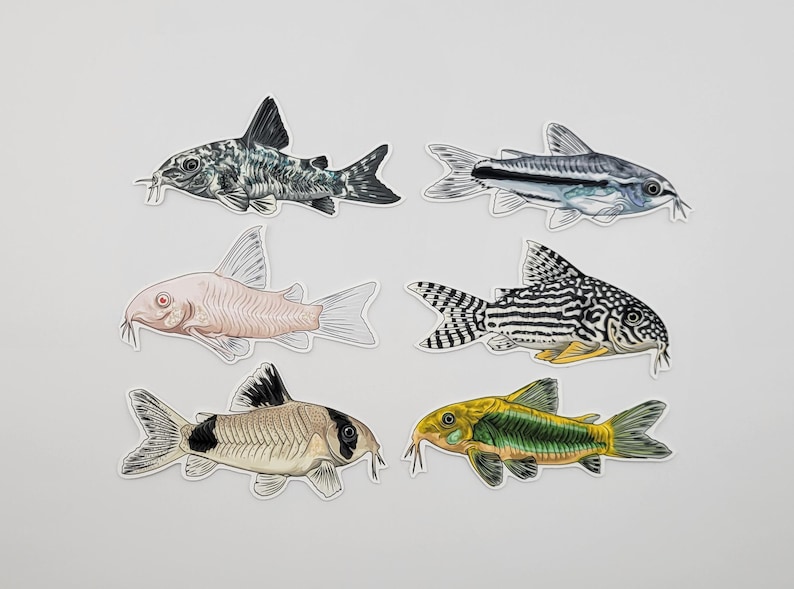 Corydora Catfish Sticker Pack – Set of 6 Vinyl Decals – Peppered ...
