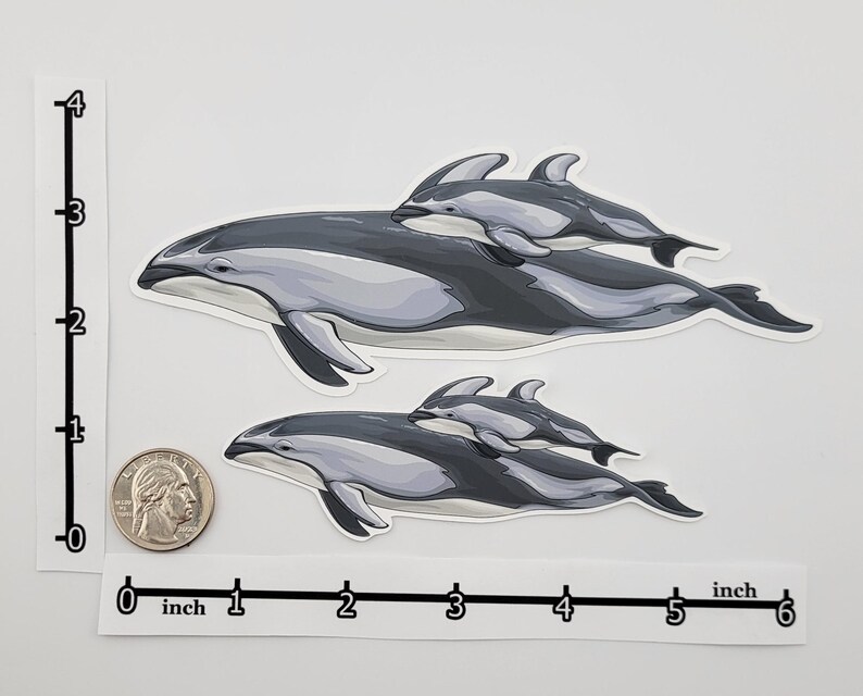 Pacific Northwest Marine Animal Sticker Pack– Harbor Seal, Tide Pool ...