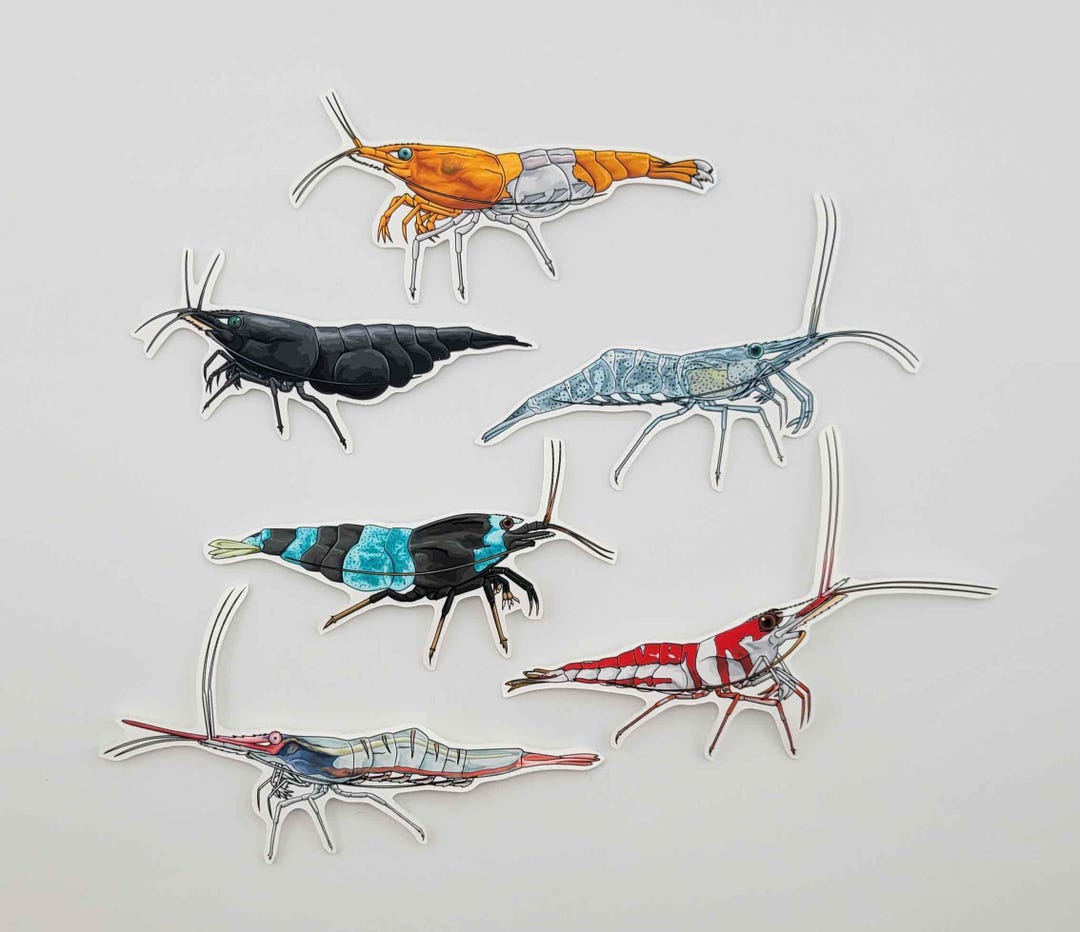 Shrimp Sticker Pack – Set of 6 Vinyl Decal – Orange Rili | Black Rose ...