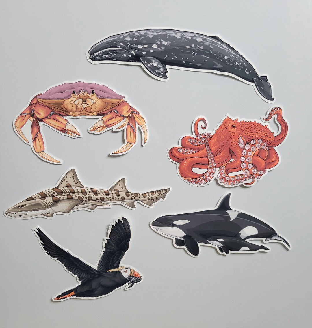 Pacific Northwest Marine Animal Sticker – Grey Whale | Leopard Shark ...