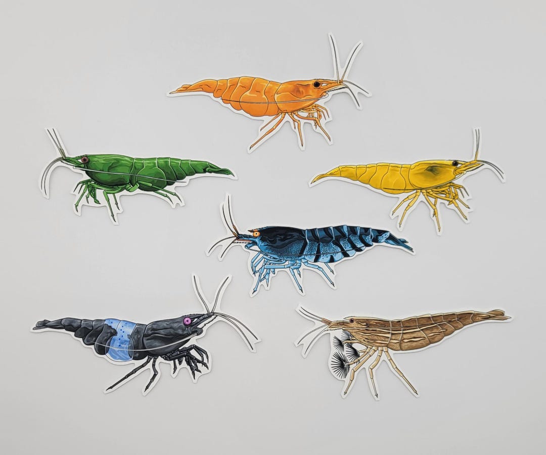 Shrimp Sticker Pack – Vinyl – Orange Sunkist, Green Jade, Yellow ...