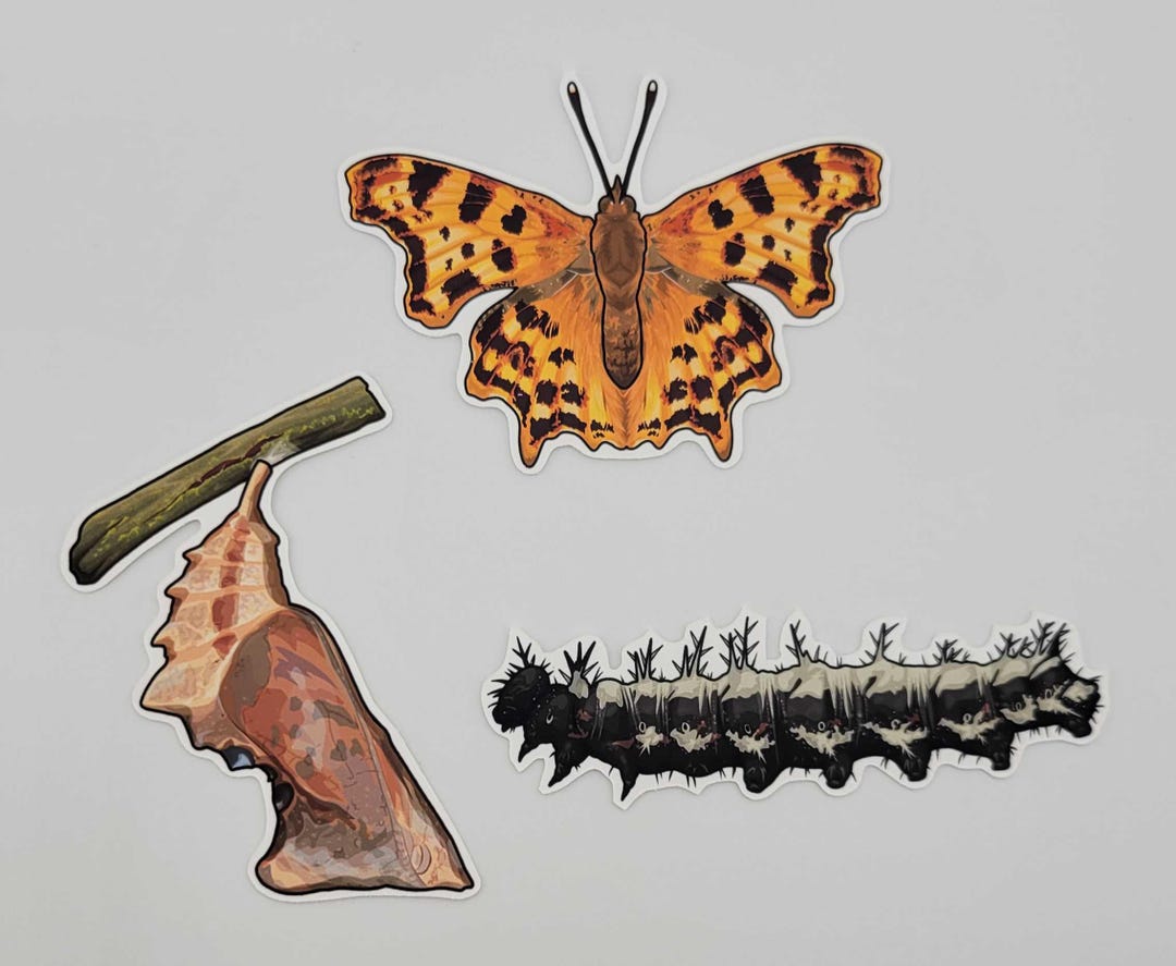 Satyr Comma Butterfly Sticker Pack – Chrysalis and Caterpillar ...