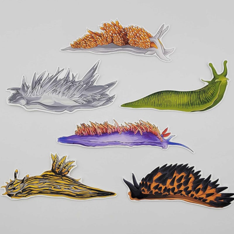 Laptop Sticker Nudibranch - Etsy
