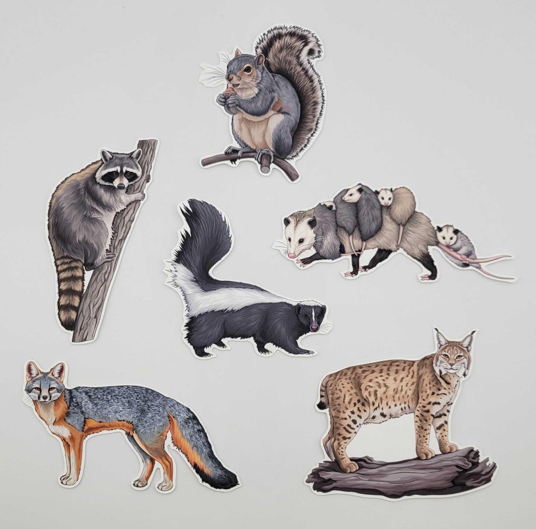 Woodland Creatures Sticker Pack – Western Gray Squirrel | Raccoon ...
