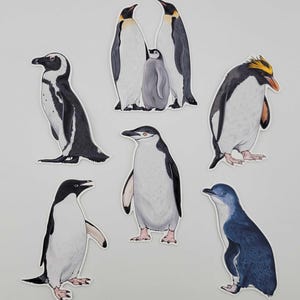 Penguin Sticker Pack – Emperor | African | Macaroni | Chinstrap ...