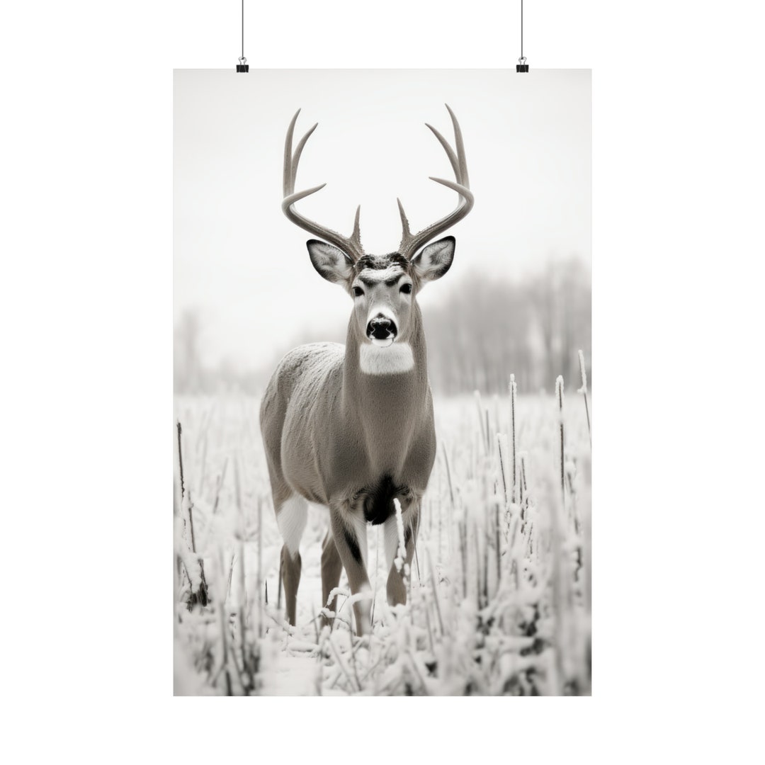 Whitetail Buck Black and White Matte Vertical Wall Posters - Etsy
