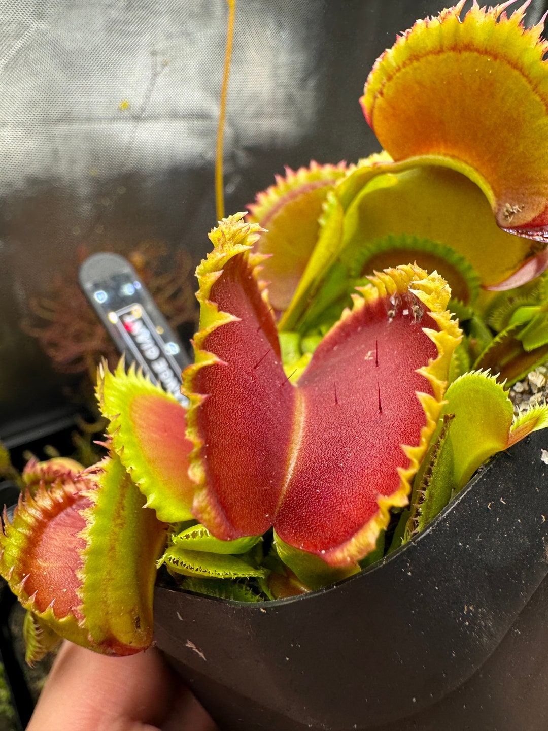 Venus Flytrap orange Giant - Etsy