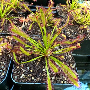 Drosera Capensis Sundew Carnivorous Plant Potted - Etsy